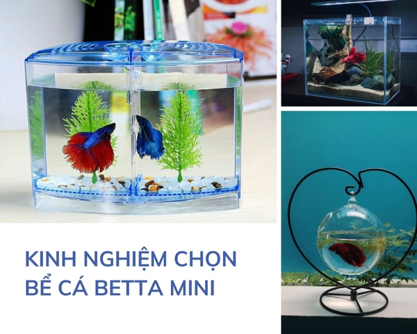 Gợi ý kinh nghiệm lựa chọn bể cá betta mini