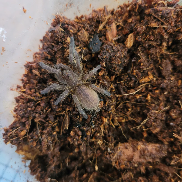 Greater Horned | Spider.DAD