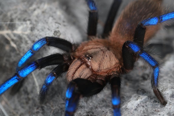 Neon Blue Leg | Spider.DAD