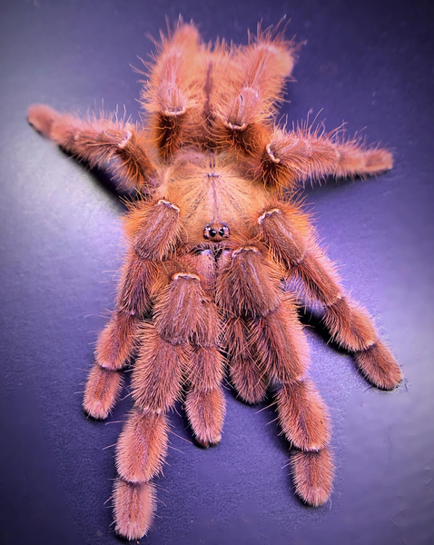 Peach Earth Tiger | Spider.DAD