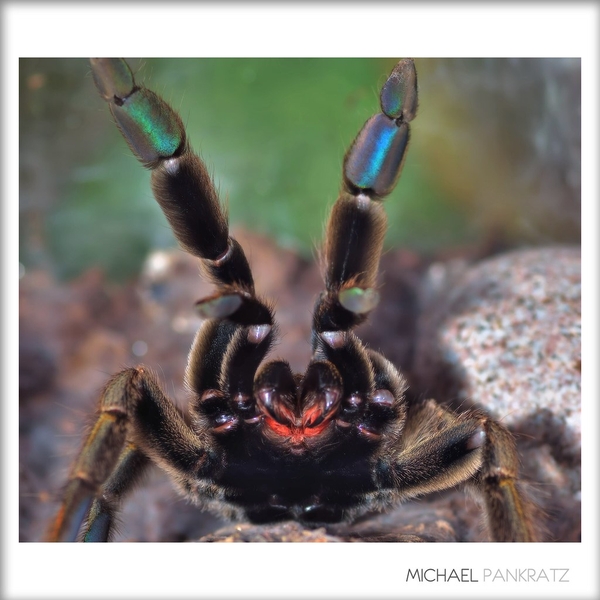 Trinidad Chevron | Spider.DAD