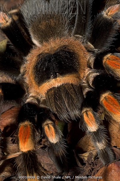 Mexican Red Knee | Spider.DAD
