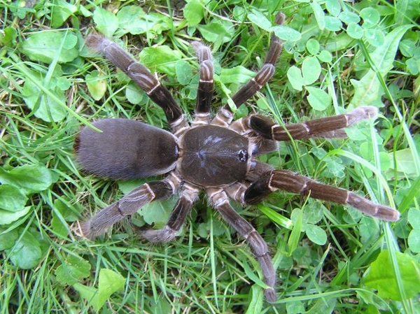 Hercules Baboon | Spider.DAD