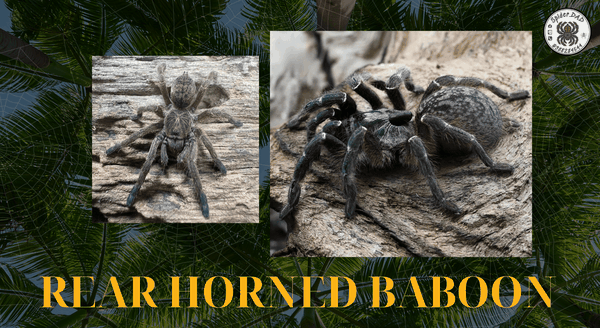 Rear Horned Baboon | Spider.DAD