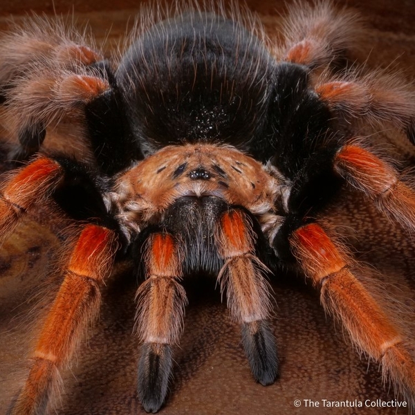 Mexican Fire Leg | Spider.DAD