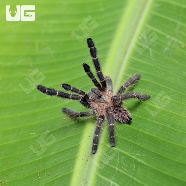Hati Purple Earth Tiger | Spider.DAD