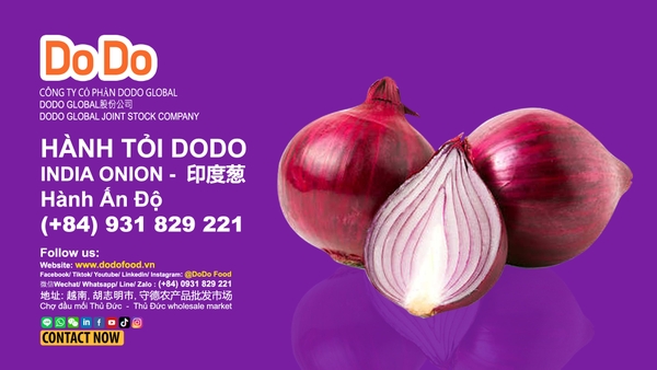 Indian Onion Exports | DODO FOOD