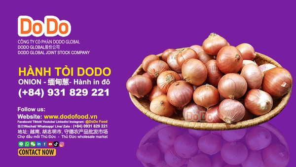 Myanmar Onion Exports- 缅甸洋葱 | DODO FOOD