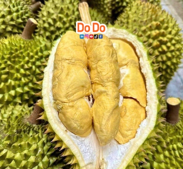 Vietnam's Rising Durian Export Industry | DODO FOOD