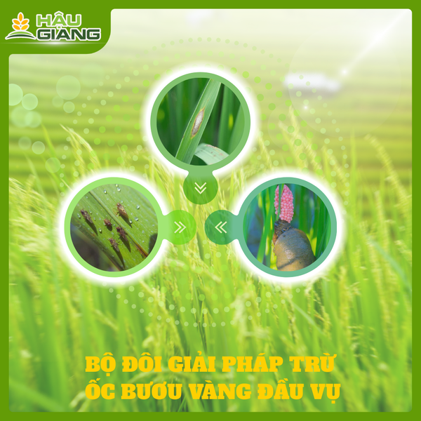 Bộ Đôi Giải Pháp Trừ Ốc Bươu Vàng Đầu Vụ Đông Xuân
