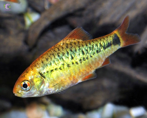 Cá Xecan Short Longfin | Thủy Sinh Tím