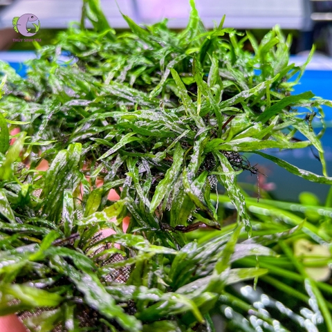 Tiêu Thảo Parva Mini | Thủy Sinh Tím