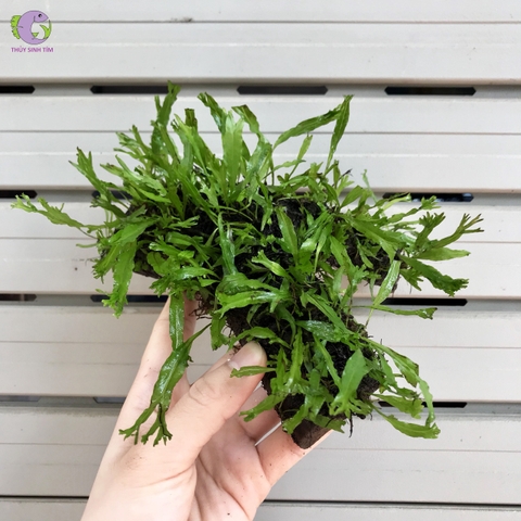 Cây Dương Xỉ Sừng Hươu | Thủy Sinh Tím