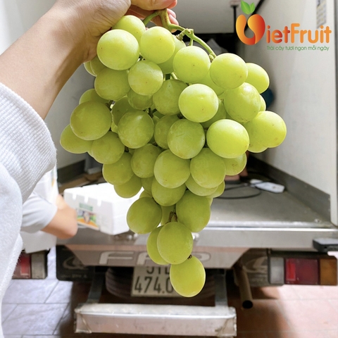 VietFruit | Trái cây hàng ngày - Quà biếu cao sang