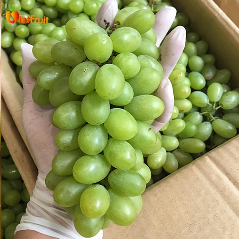 VietFruit | Trái cây hàng ngày - Quà biếu cao sang