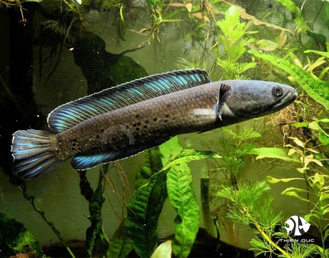 Lóc Andrao - Channa andrao (Breed) | Cá Cảnh Thiên Đức