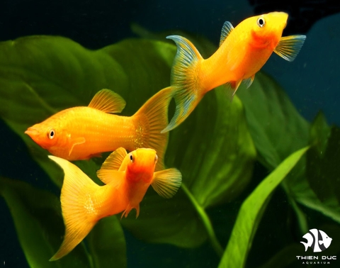 Cá Molly Vàng - Gold Molly | Cá Cảnh Thiên Đức