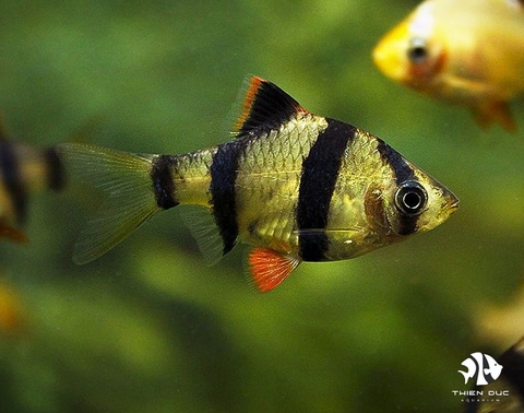 Blue Rainbow Snakehead