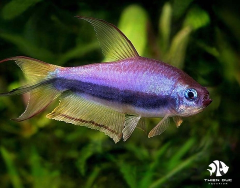 Freshwater fish - Breed