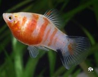 Guppy Full Red Ribbon(Pair)