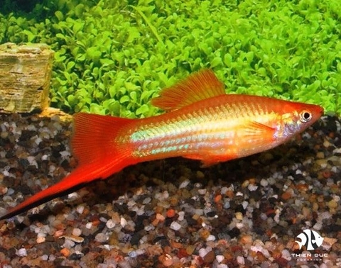 Swordtails