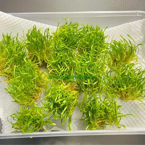 Aqua Home - Siêu thị thủy sinh