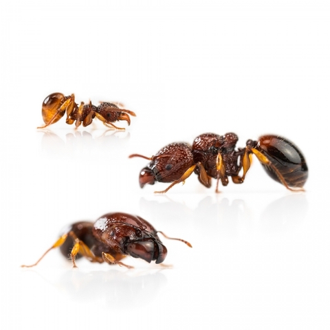 Ant Gangs