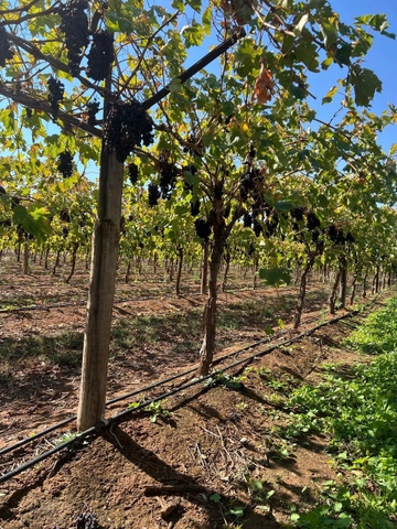 Nho khô nguyên cành Adora st Food Flame Australian Table 10kg